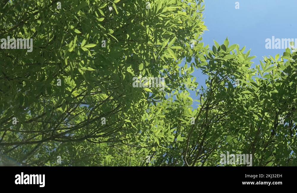 The Beautiful Scenery Of Glorious Trees With Clear Blue Sky Above ...