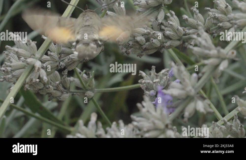 Insect flies Stock Videos & Footage - HD and 4K Video Clips - Alamy