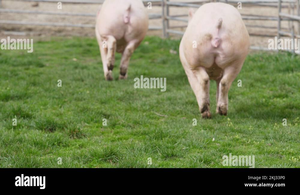 Pig rear view Stock Videos & Footage - HD and 4K Video Clips - Alamy