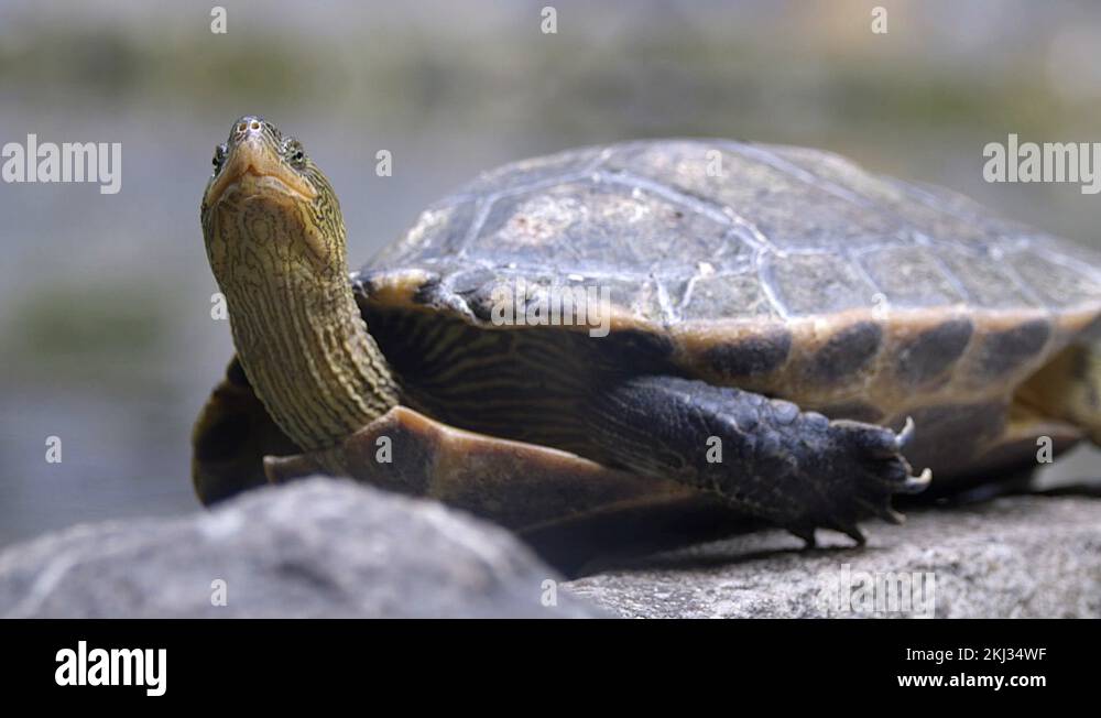 Shell characteristics Stock Videos & Footage - HD and 4K Video Clips ...