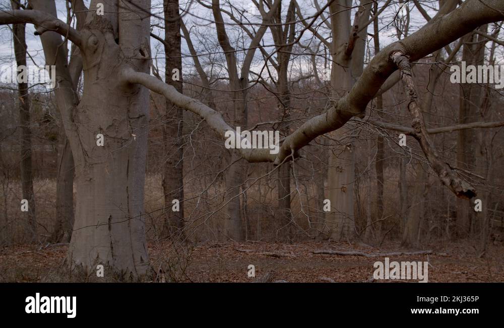 Horizontal landscape tree Stock Videos & Footage - HD and 4K Video ...