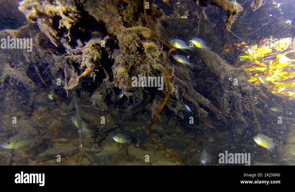 Submerged roots Stock Videos & Footage - HD and 4K Video Clips - Alamy