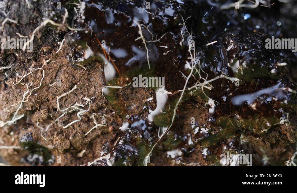 Soil water roots Stock Videos & Footage - HD and 4K Video Clips - Alamy