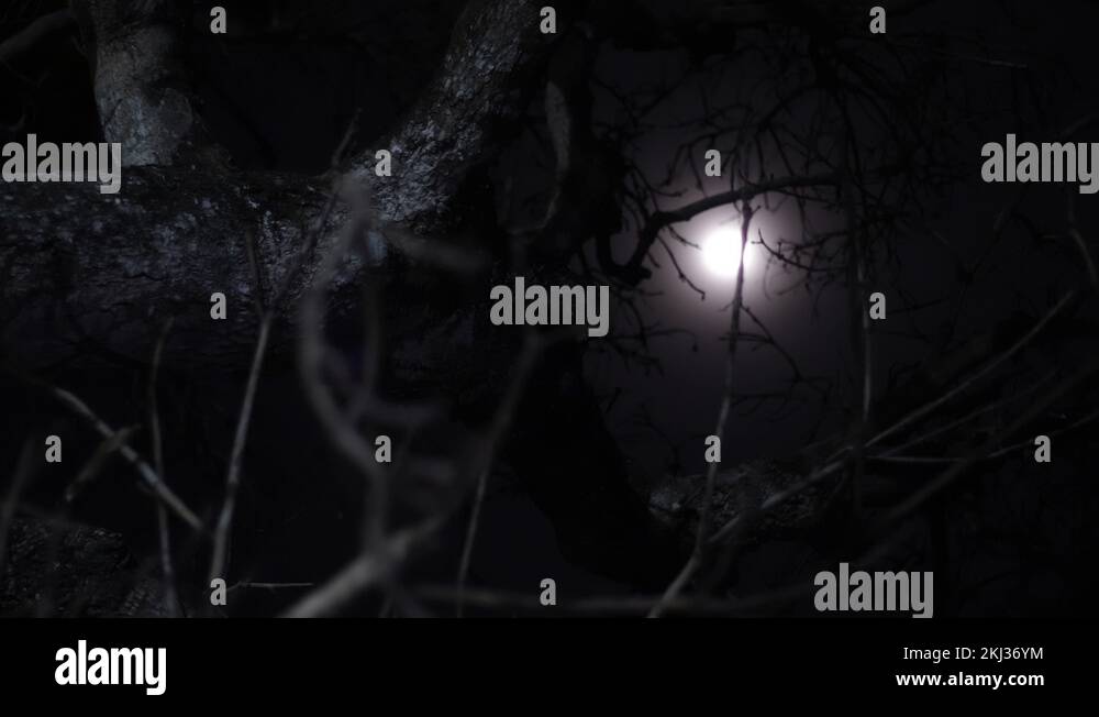 Glowing tree branches Stock Videos & Footage - HD and 4K Video Clips ...