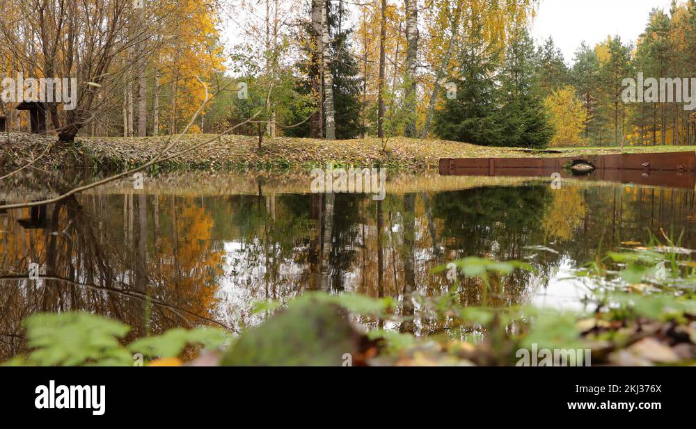 Backwoods of trees Stock Videos & Footage - HD and 4K Video Clips - Alamy