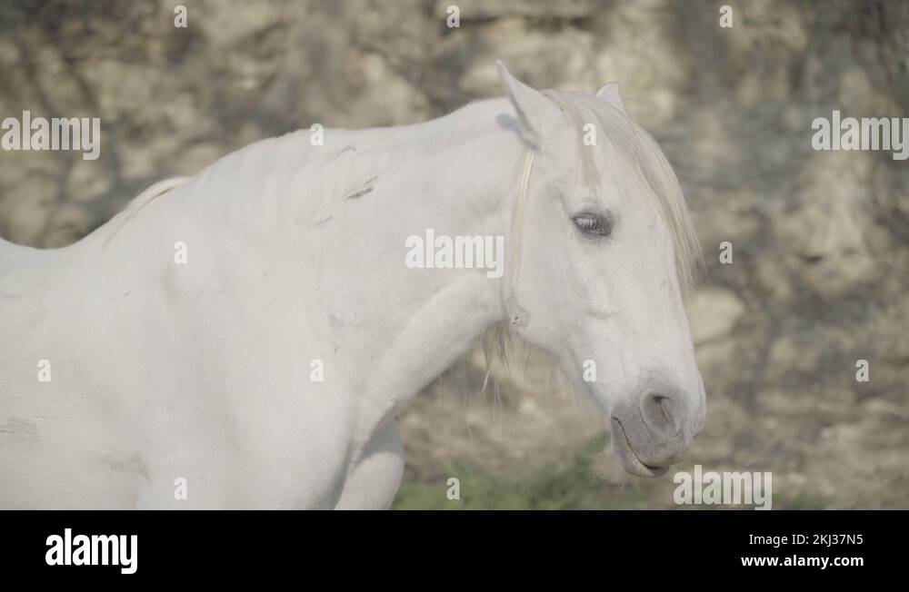 Change horses Stock Videos & Footage - HD and 4K Video Clips - Alamy