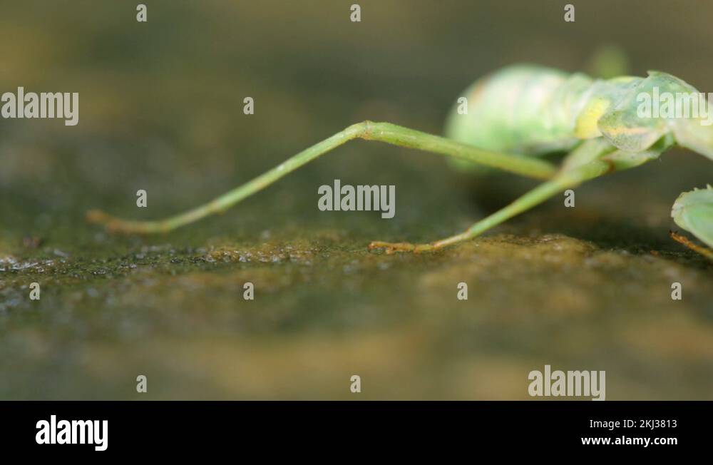 Praying insect Stock Videos & Footage - HD and 4K Video Clips - Alamy