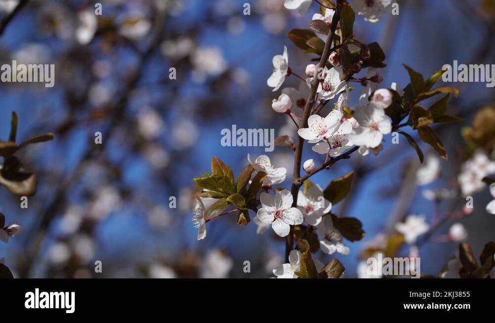 Beautiful pretty branches Stock Videos & Footage - HD and 4K Video ...