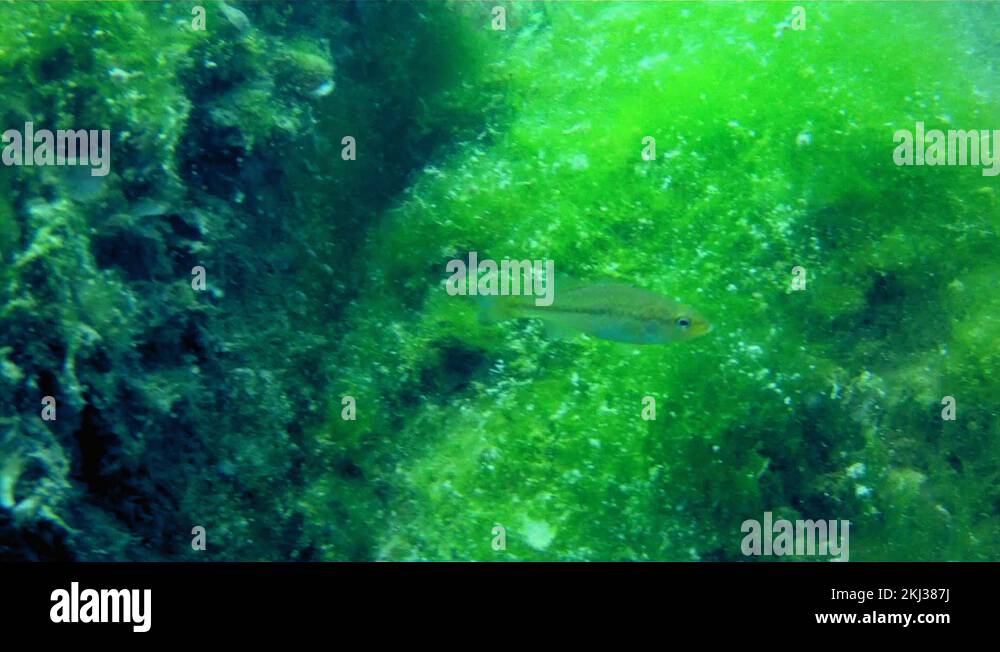 Algae bed Stock Videos & Footage - HD and 4K Video Clips - Alamy