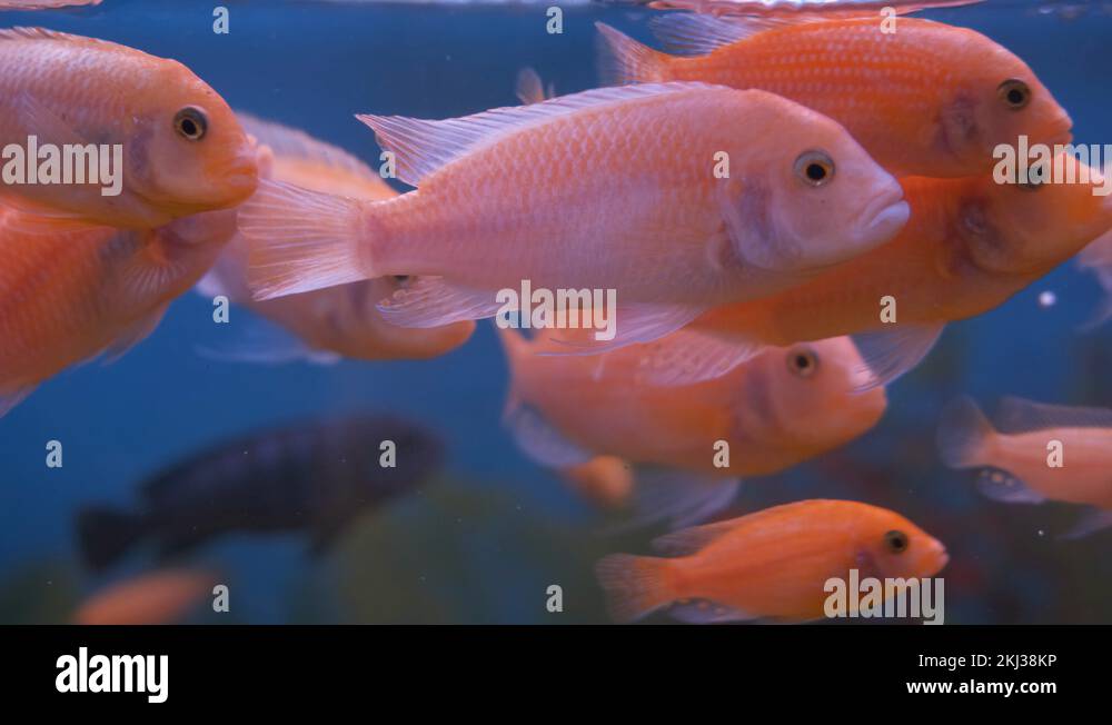 Predatory fish Stock Videos & Footage - HD and 4K Video Clips - Alamy