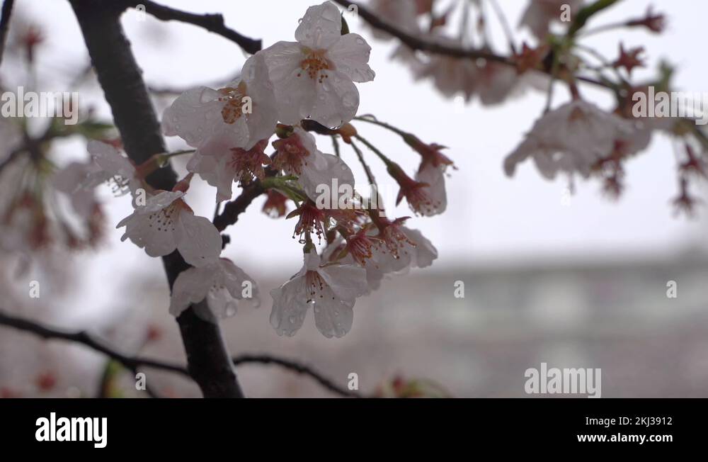 Closer Look On Misty Sakura Blossoms In Japan During Snow Fall ...