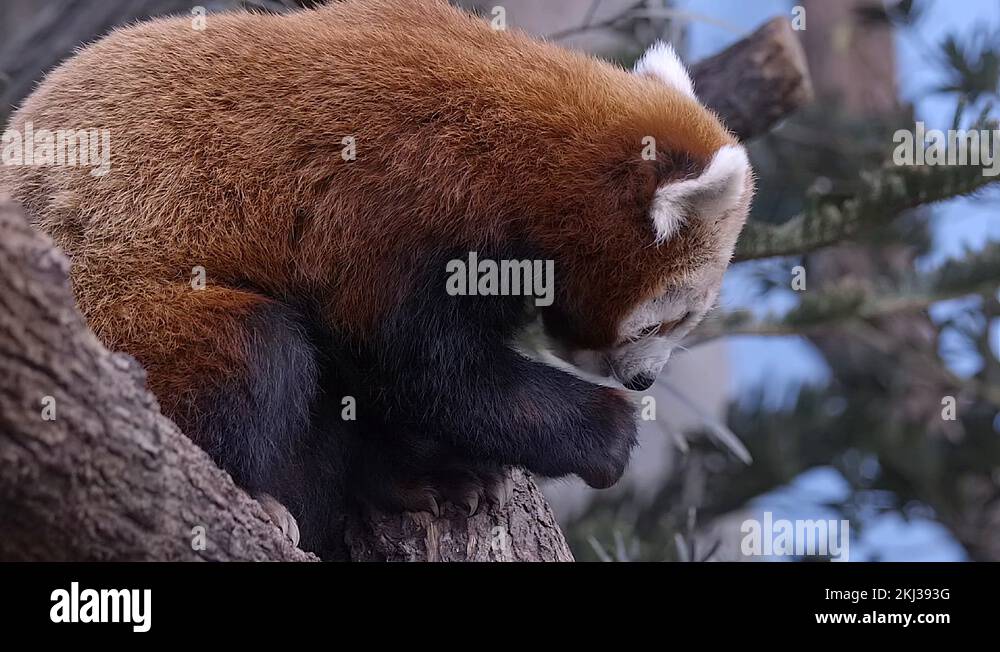 Side view red panda Stock Videos & Footage - HD and 4K Video Clips - Alamy