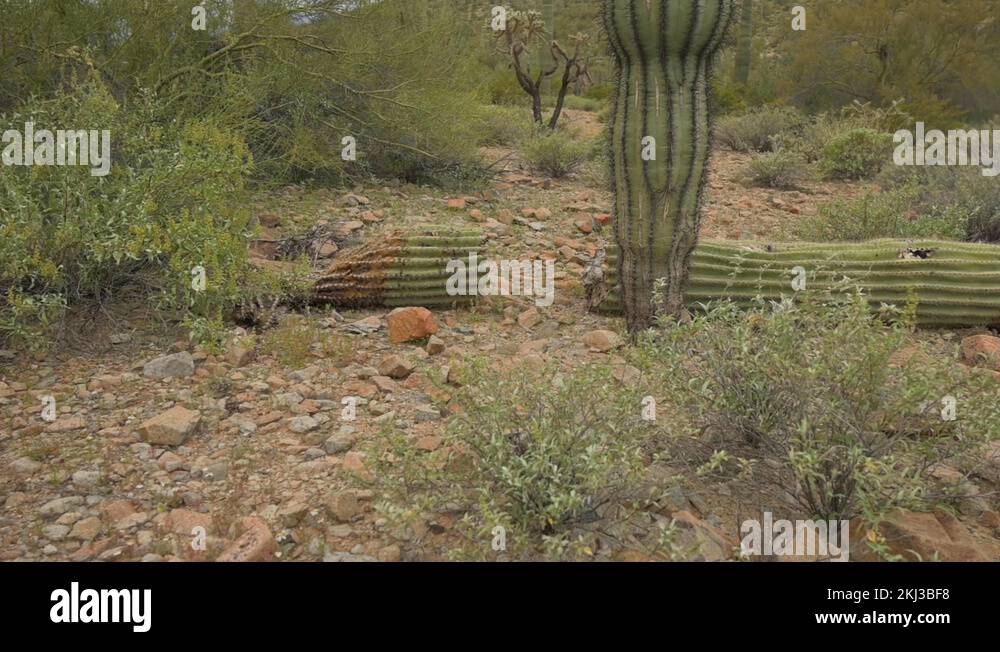 Broken cactus Stock Videos & Footage - HD and 4K Video Clips - Alamy