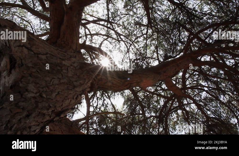 Beam trees Stock Videos & Footage - HD and 4K Video Clips - Alamy