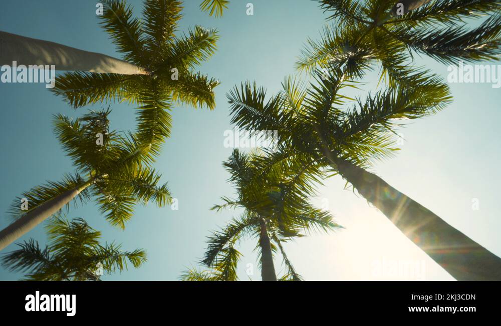 Tourism palm tree trees Stock Videos & Footage - HD and 4K Video Clips ...