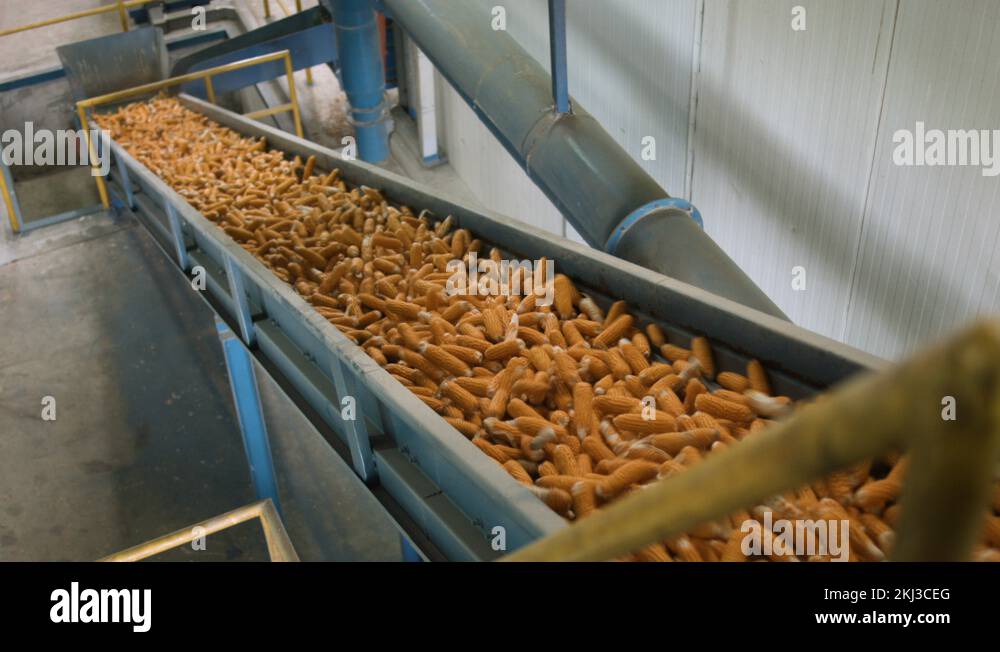Ears of corn moving up the inclined belt conveyor at a factory in ...