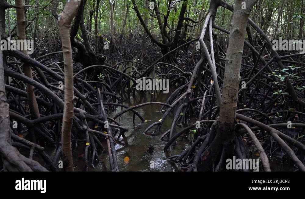 Plante forest Stock Videos & Footage - HD and 4K Video Clips - Alamy