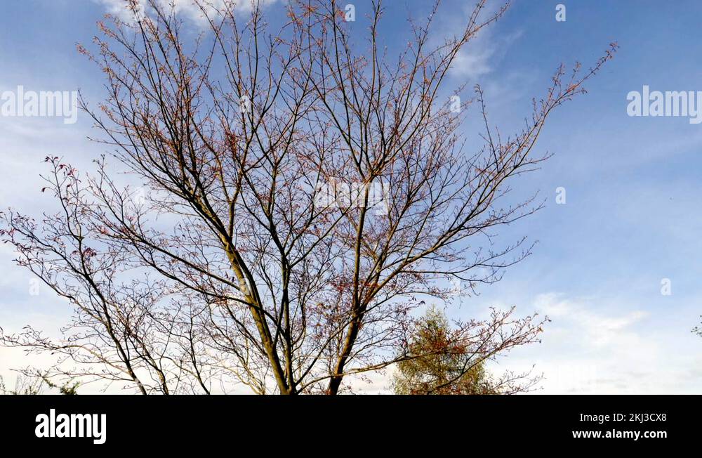 Fall tree white background Stock Videos & Footage - HD and 4K Video ...