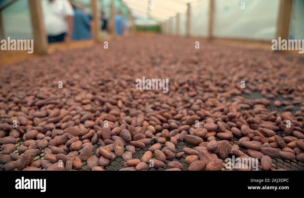 Cocoa pod on dark wooden Stock Videos & Footage - HD and 4K Video Clips ...