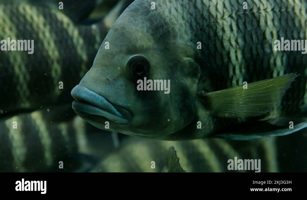 Perciformes family Stock Videos & Footage - HD and 4K Video Clips - Alamy