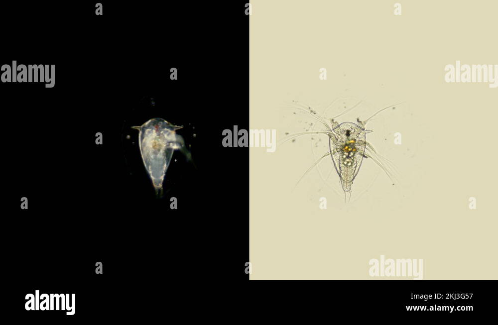 Crustacean larva Stock Videos & Footage - HD and 4K Video Clips - Alamy