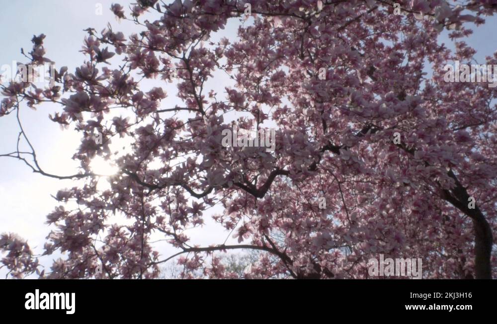 Deciduous chinese tree Stock Videos & Footage - HD and 4K Video Clips ...