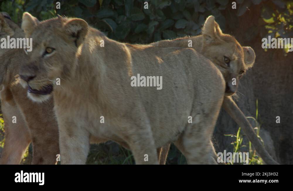 Cute African Lion cub bites his brother's tail and starts a play fight ...