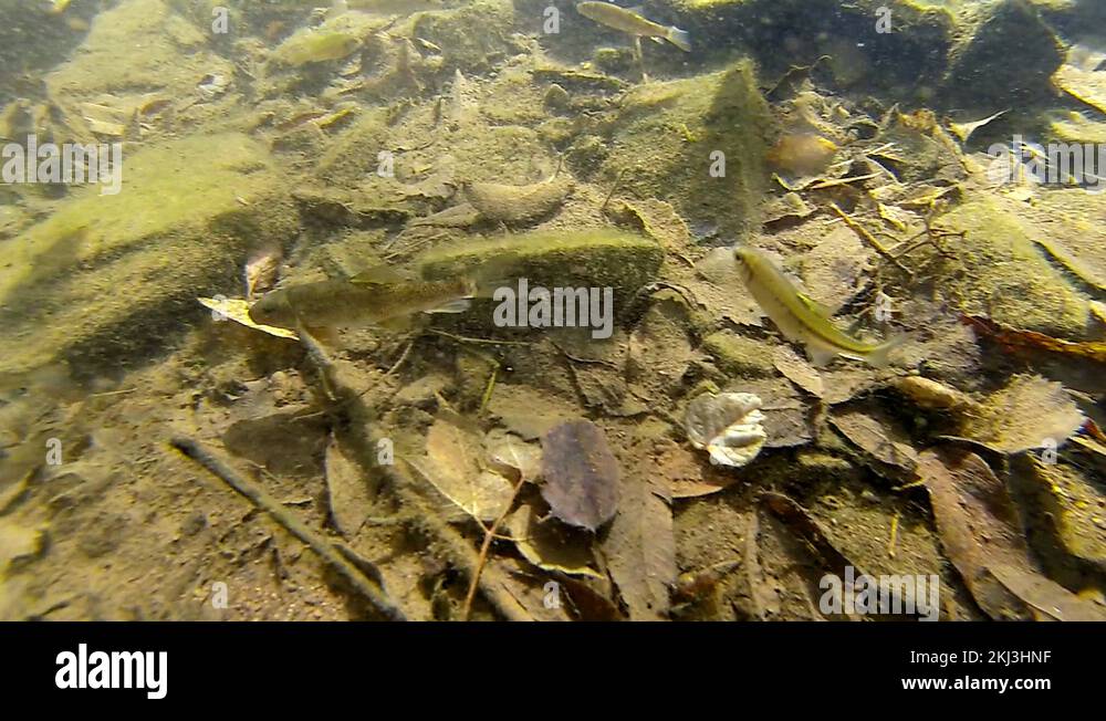 Underwater litter Stock Videos & Footage - HD and 4K Video Clips - Alamy