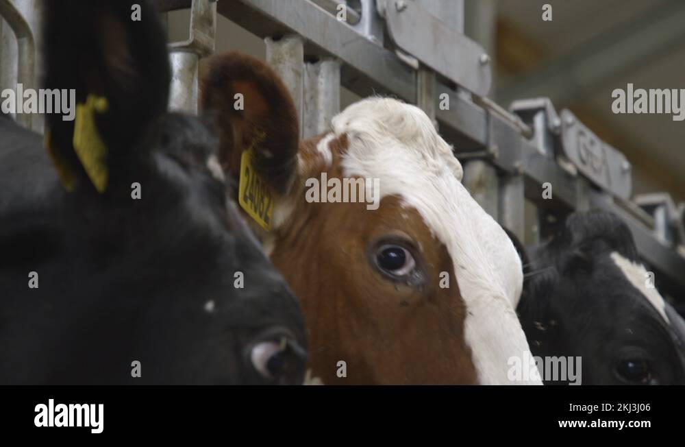Animal welfare barn Stock Videos & Footage - HD and 4K Video Clips - Alamy