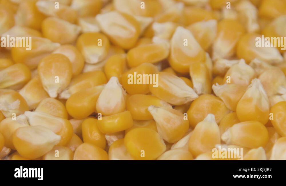 Maize kernels Stock Videos & Footage - HD and 4K Video Clips - Alamy