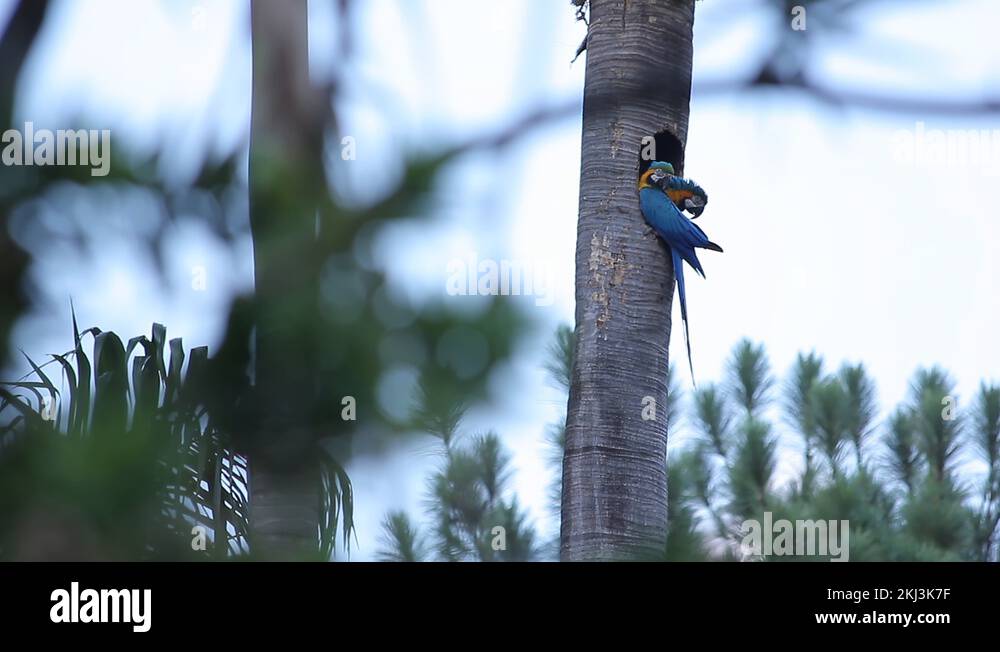 Two birds in close Stock Videos & Footage - HD and 4K Video Clips - Alamy