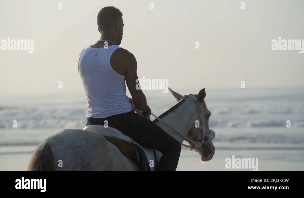 Good looking horse Stock Videos & Footage - HD and 4K Video Clips - Alamy