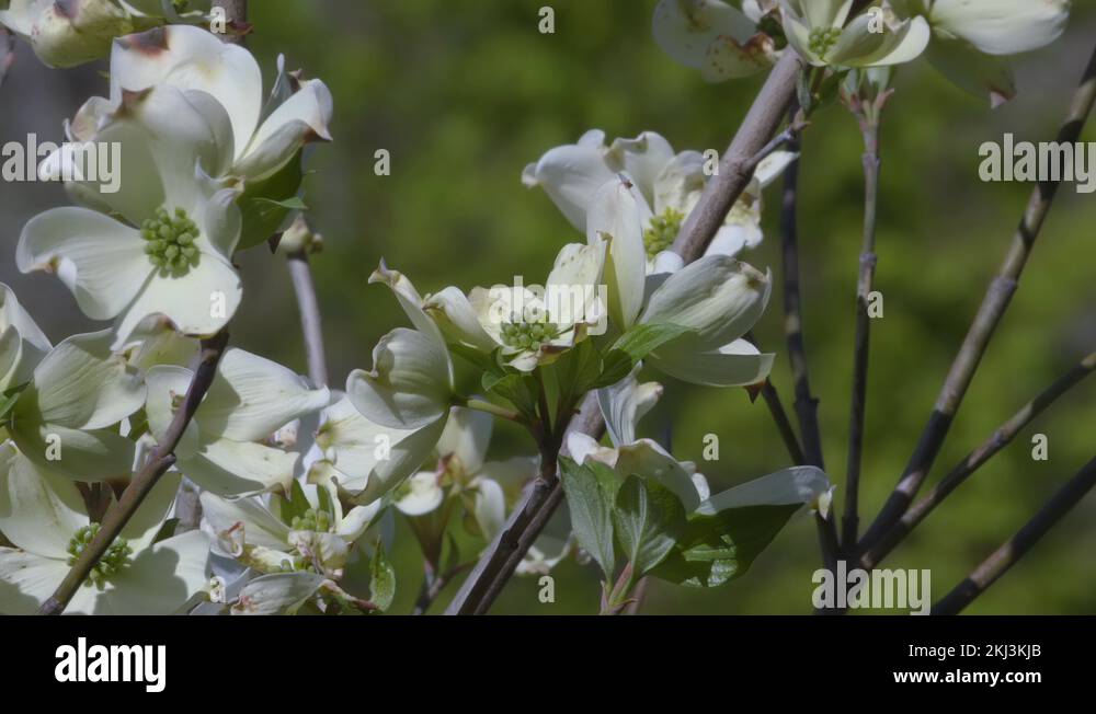 Flowering dogwood tree branches Stock Videos & Footage - HD and 4K ...