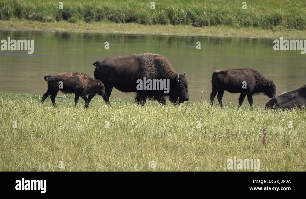 Female bison Stock Videos & Footage - HD and 4K Video Clips - Alamy