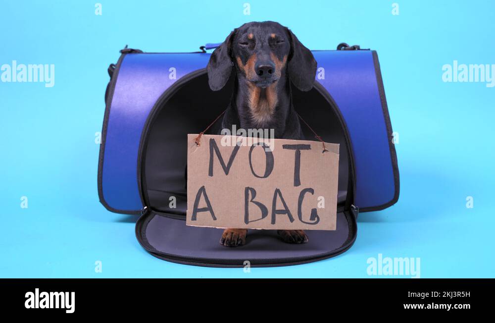 Customs and borders Stock Videos & Footage - HD and 4K Video Clips - Alamy