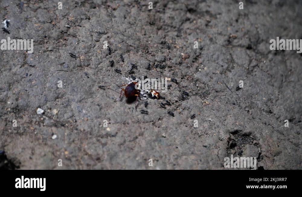 A Single Cockroach Escaping From Attack Of Black Ants On The Ground ...
