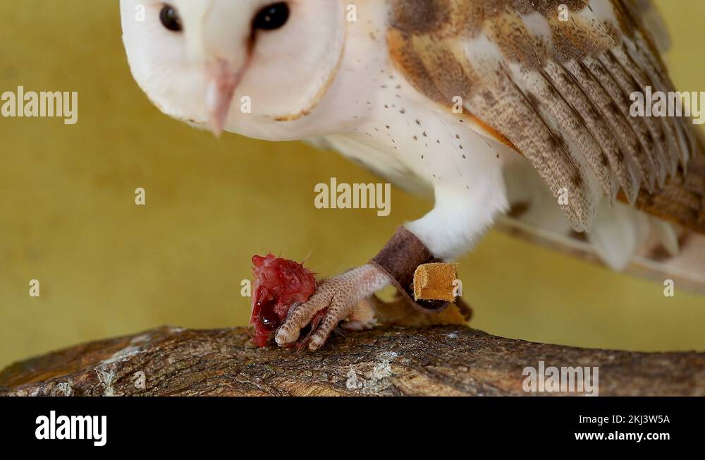 Barn owls eating rat, legal owl, falconry Stock Video Footage - Alamy