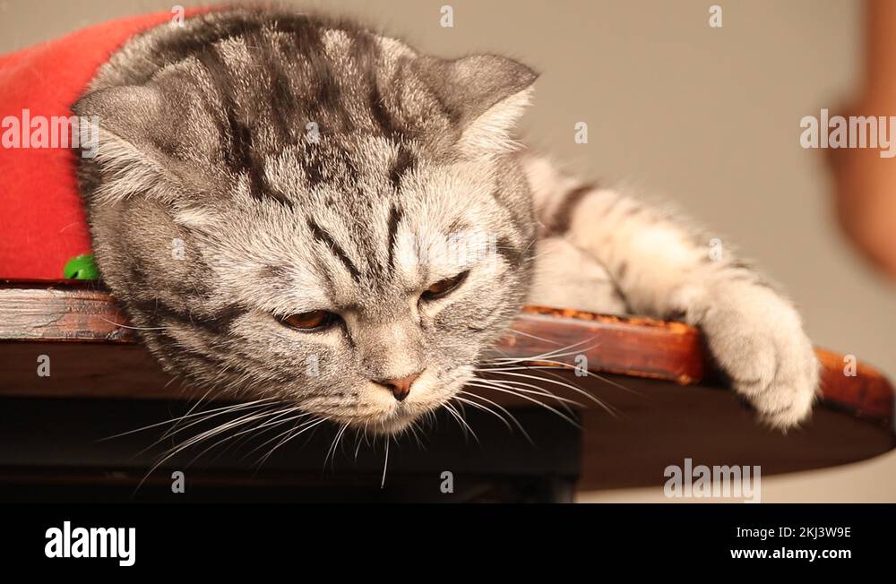 Frustrated cat Stock Videos & Footage - HD and 4K Video Clips - Alamy