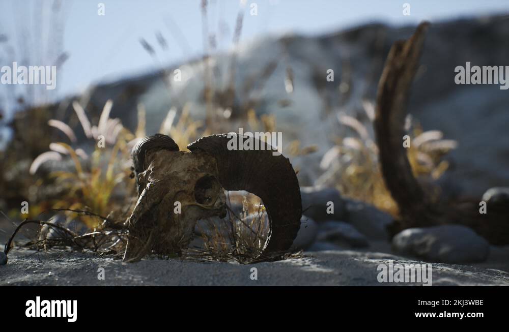 Skull of a dead ram in the desert Stock Video Footage - Alamy
