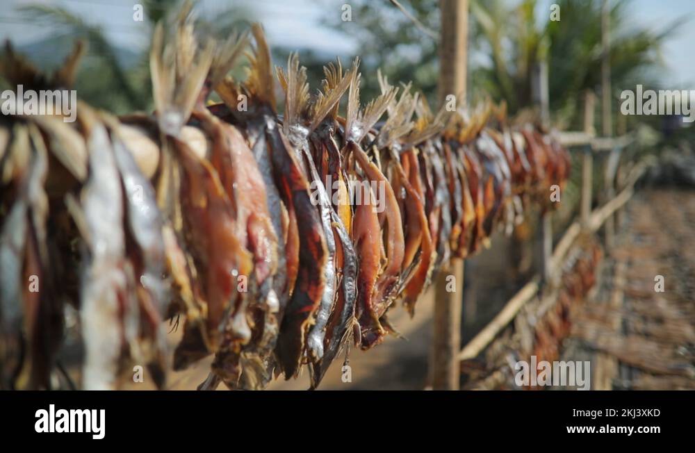 Drying fish in traditional village in Myanmar Stock Video Footage - Alamy