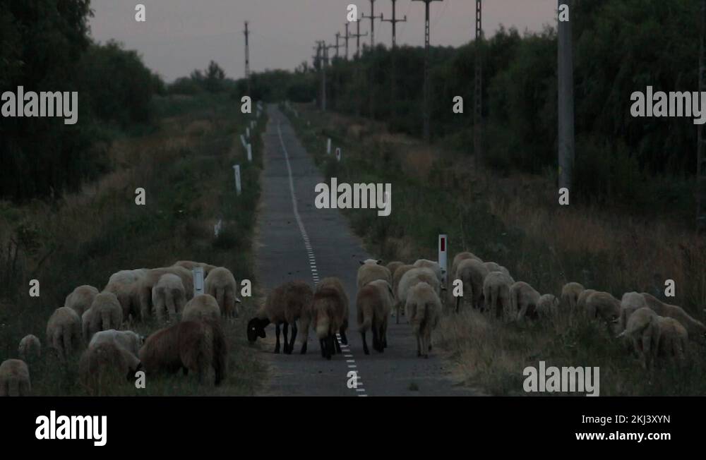 Trailing sheep Stock Videos & Footage - HD and 4K Video Clips - Alamy
