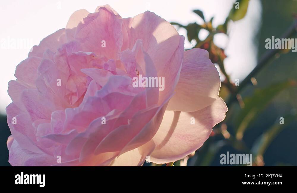 Grasse flower Stock Videos & Footage - HD and 4K Video Clips - Alamy