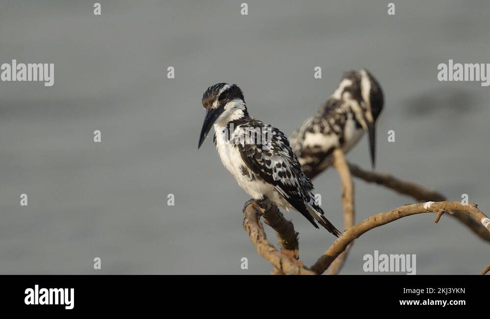 Lesser birds Stock Videos & Footage - HD and 4K Video Clips - Alamy