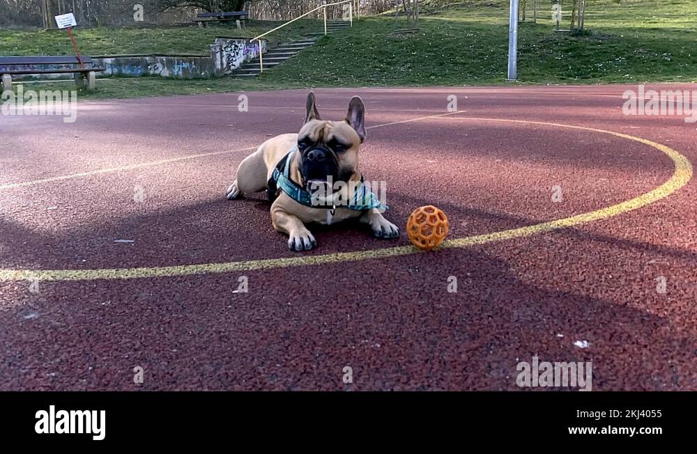 A tired dog is lying on the pitch with his muzzle open and his tongue ...