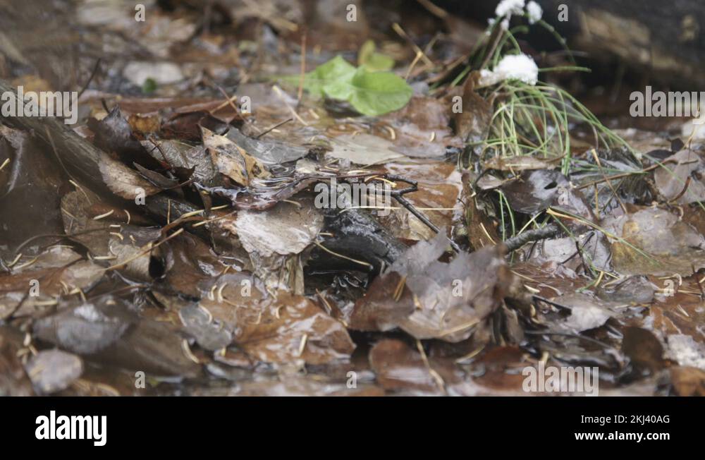 Water running downhill Stock Videos & Footage - HD and 4K Video Clips ...