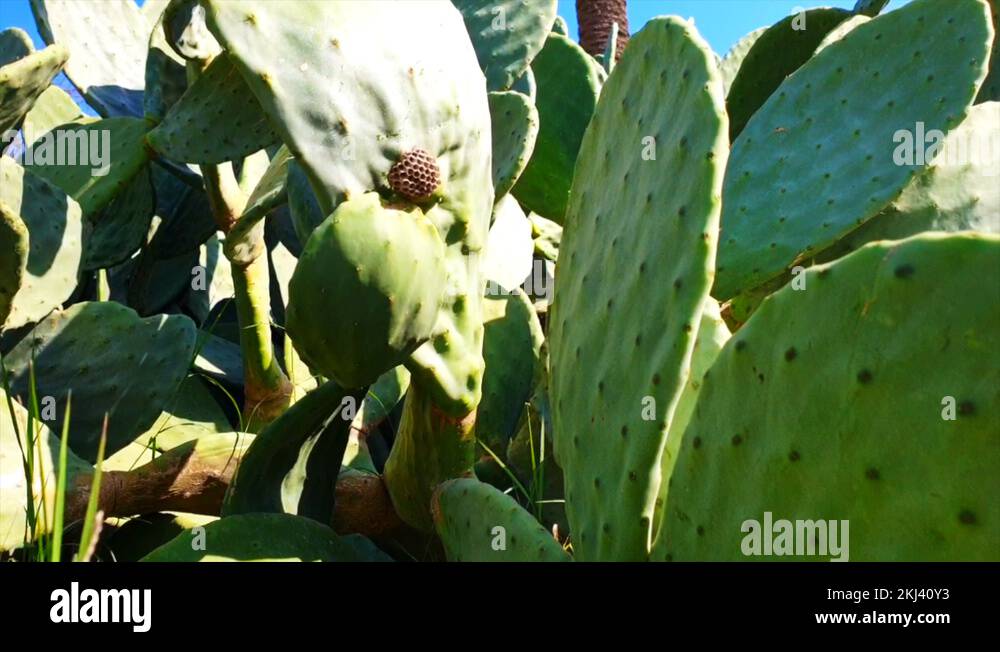 Arabic cactus Stock Videos & Footage - HD and 4K Video Clips - Alamy