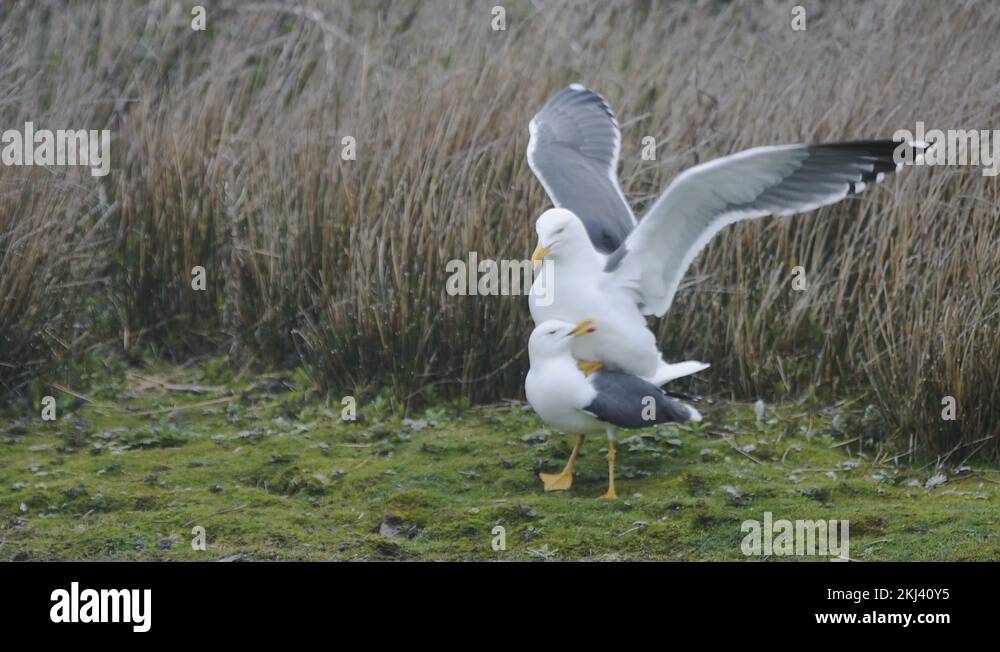 National animal of wales Stock Videos & Footage - HD and 4K Video Clips ...