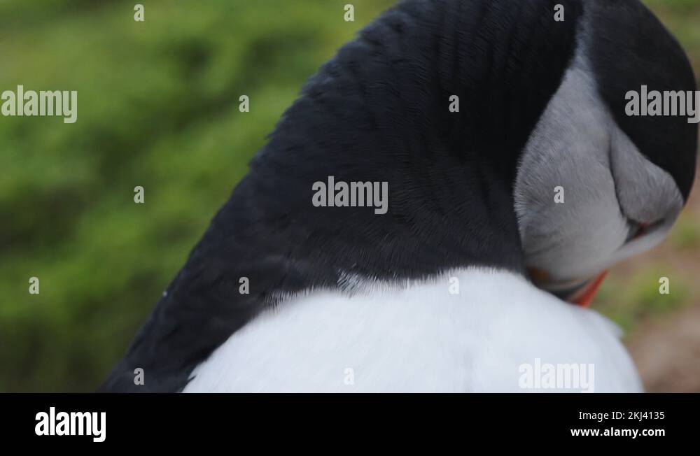 Puffin head Stock Videos & Footage - HD and 4K Video Clips - Alamy