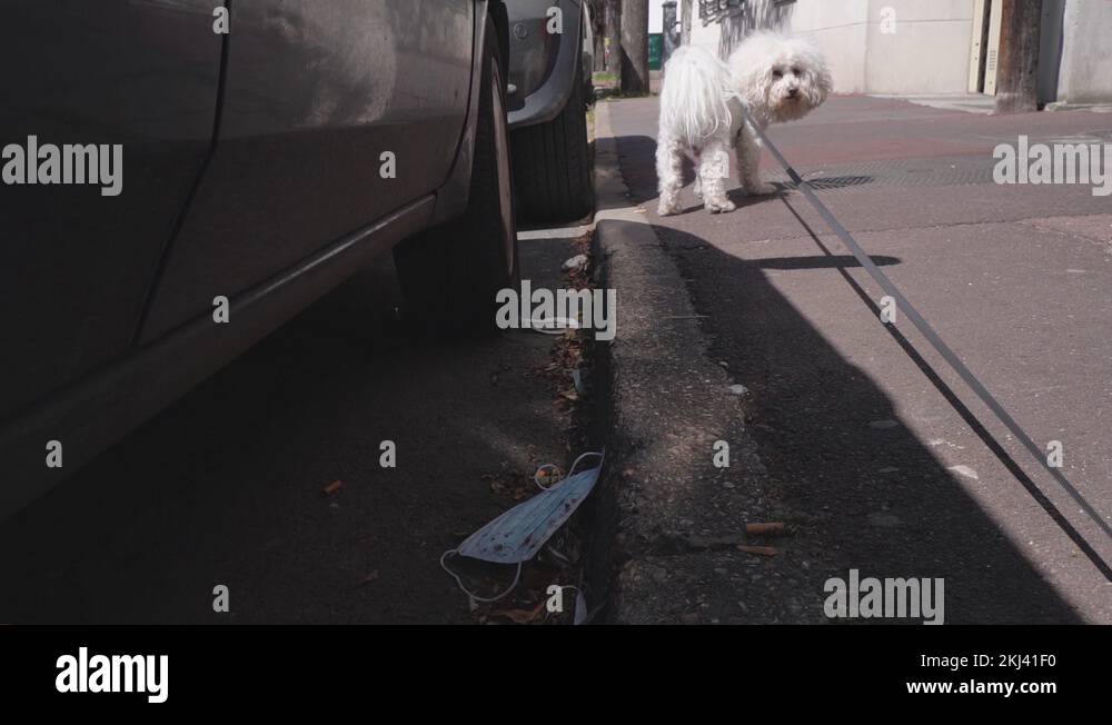 Litter and street Stock Videos & Footage - HD and 4K Video Clips - Alamy