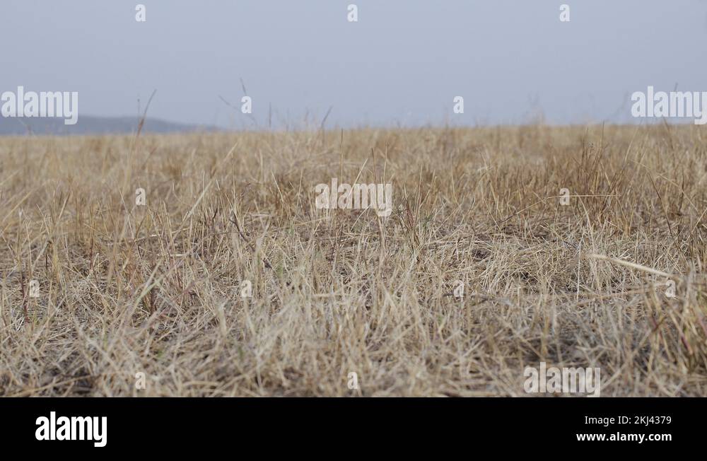 Change grass Stock Videos & Footage - HD and 4K Video Clips - Alamy